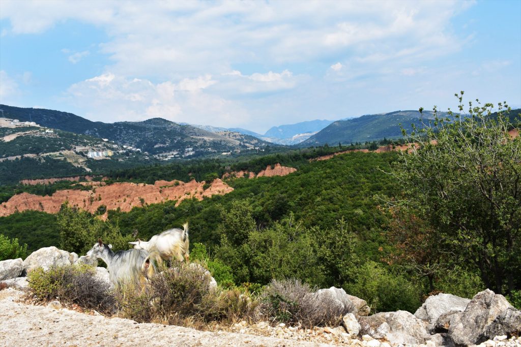 Long Live the Goat! Gallery of Goats in Albania