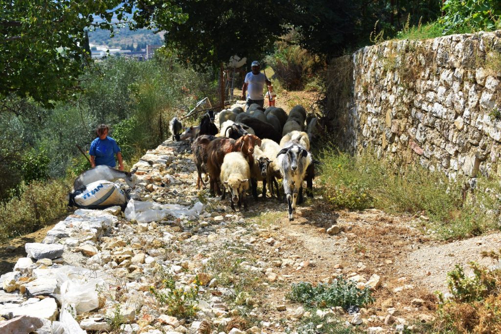 Long Live the Goat! Gallery of Goats in Albania